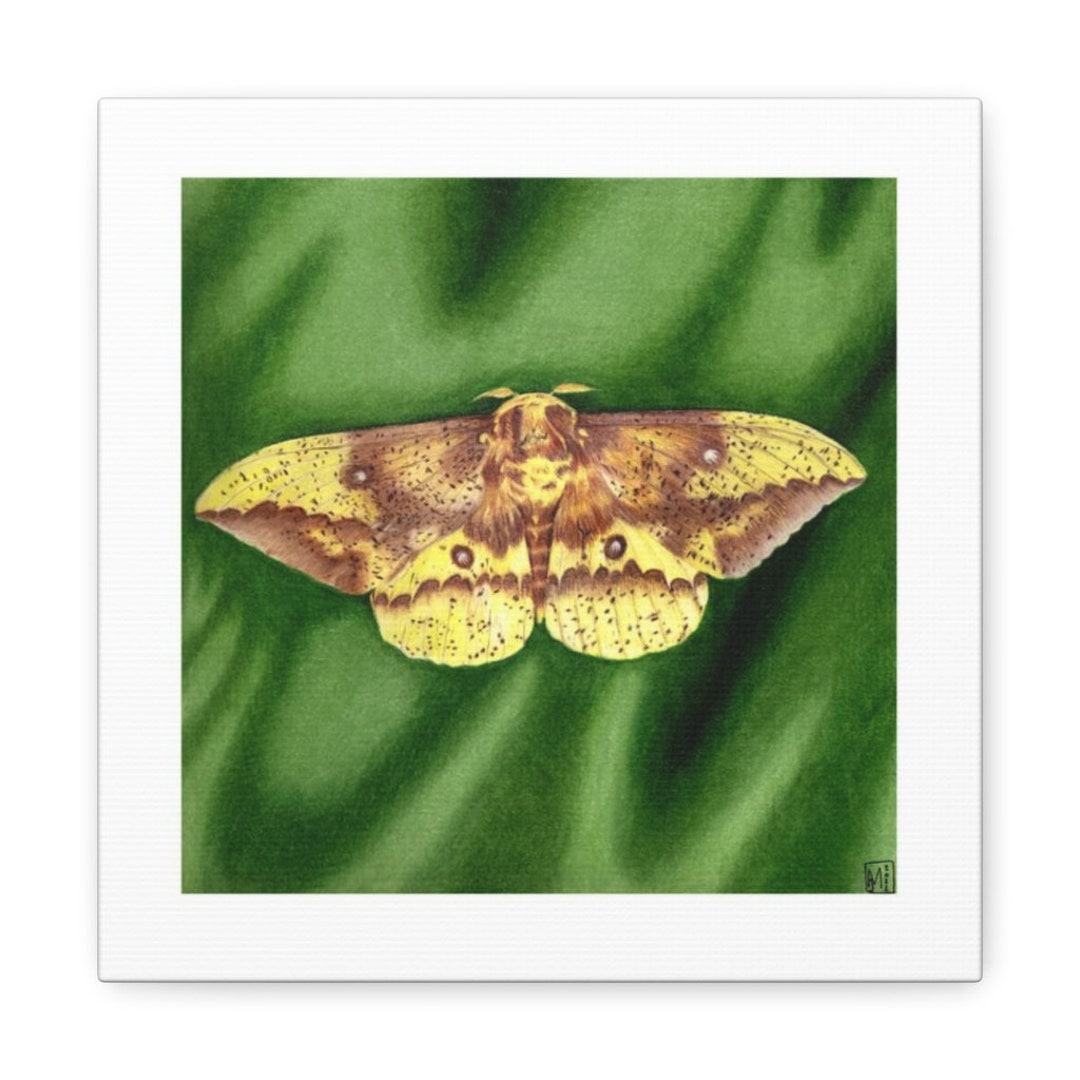 Imperial Moth Canvas Wrap Print - Etsy