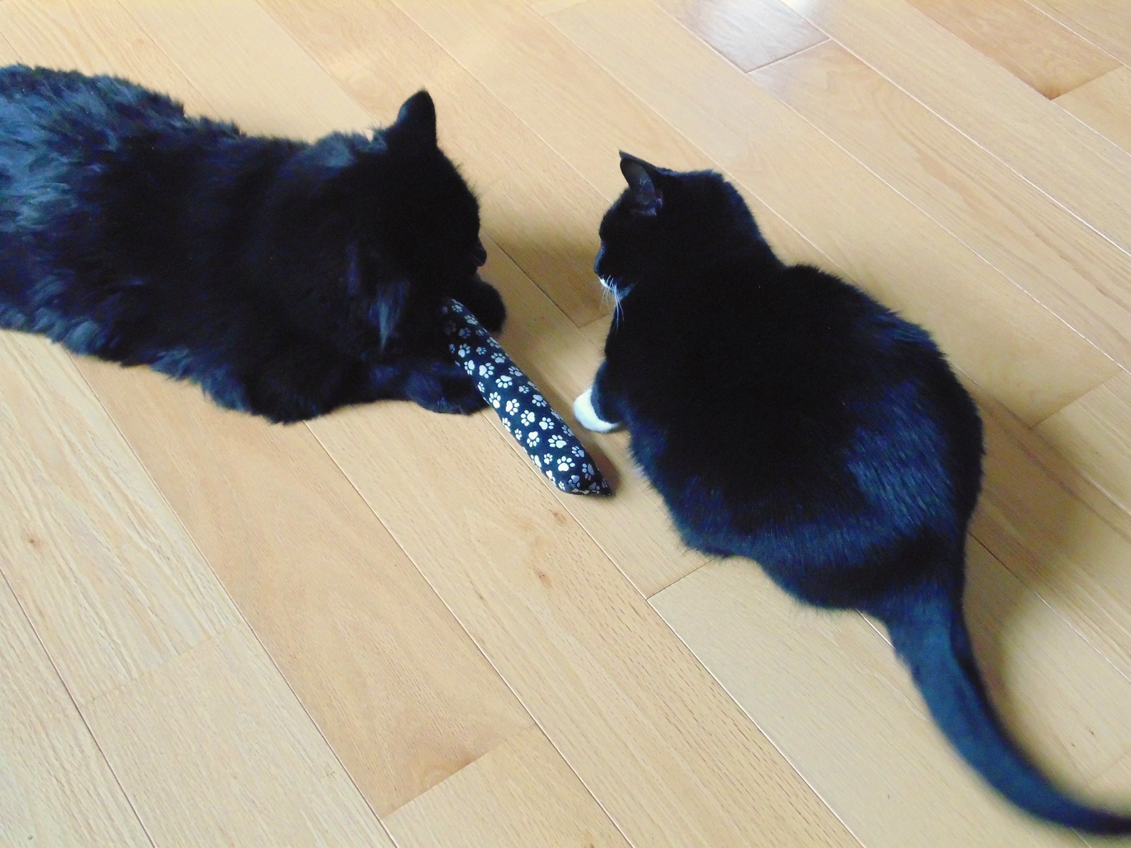 Catnip Kicker Stick Toy for Cats Black and White Fabric - Etsy