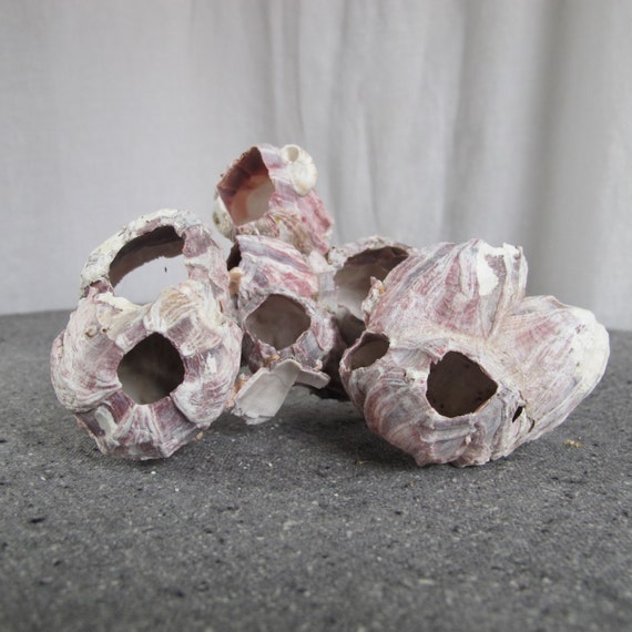2 Barnacles Rare Pink Large 1940s Collection 2 | Etsy