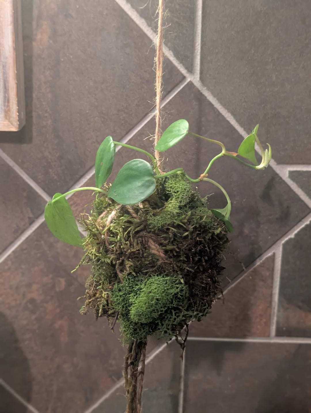 Moss Plant Propogation Spheres - Etsy