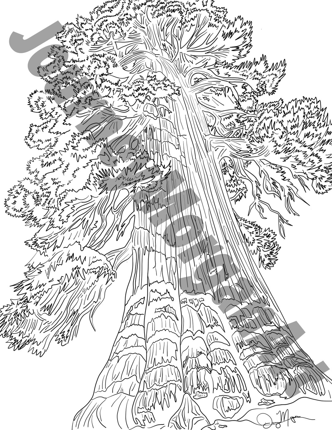 Hand Drawn Sequoia Tree - Printable Line Art Coloring Page - Etsy