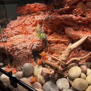 Reptilerealm 40-gallon ‘desert Haven’ Custom-build Reptile Terrarium ...