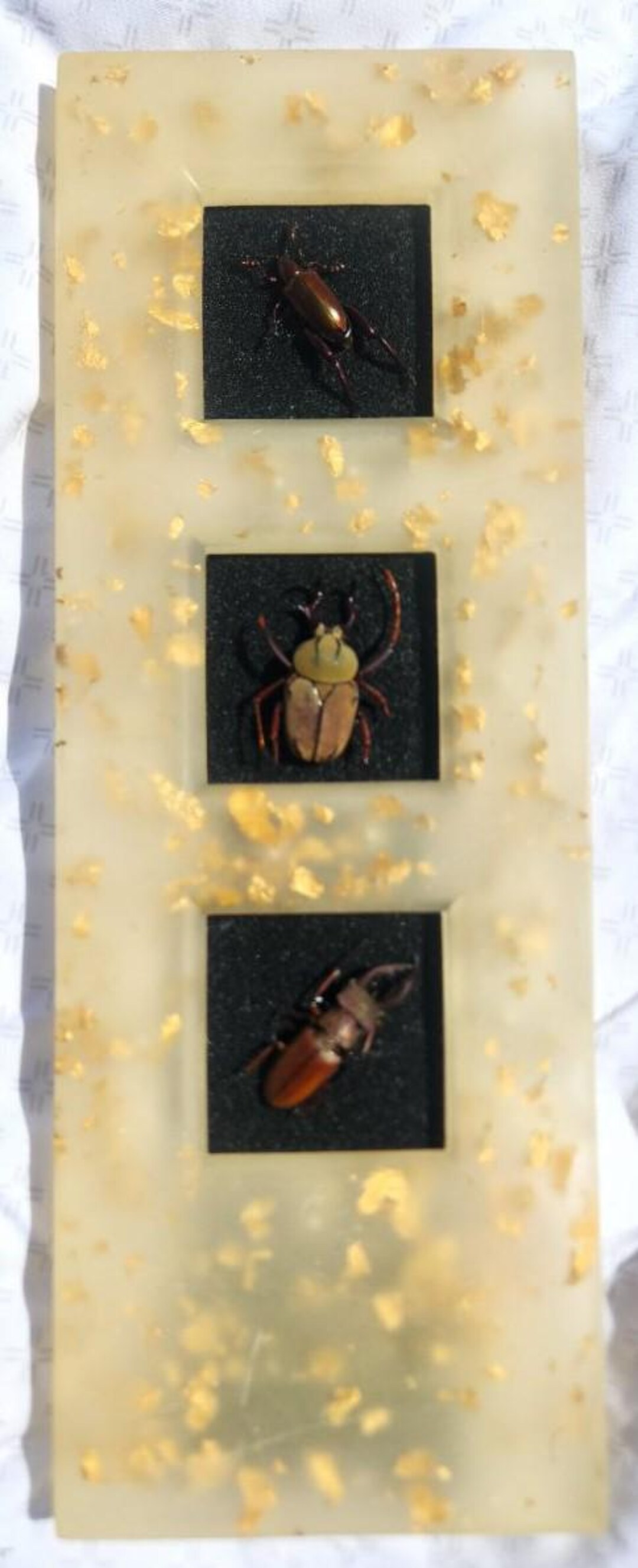Baroque but Make It Bug- Framed Beetles - Etsy