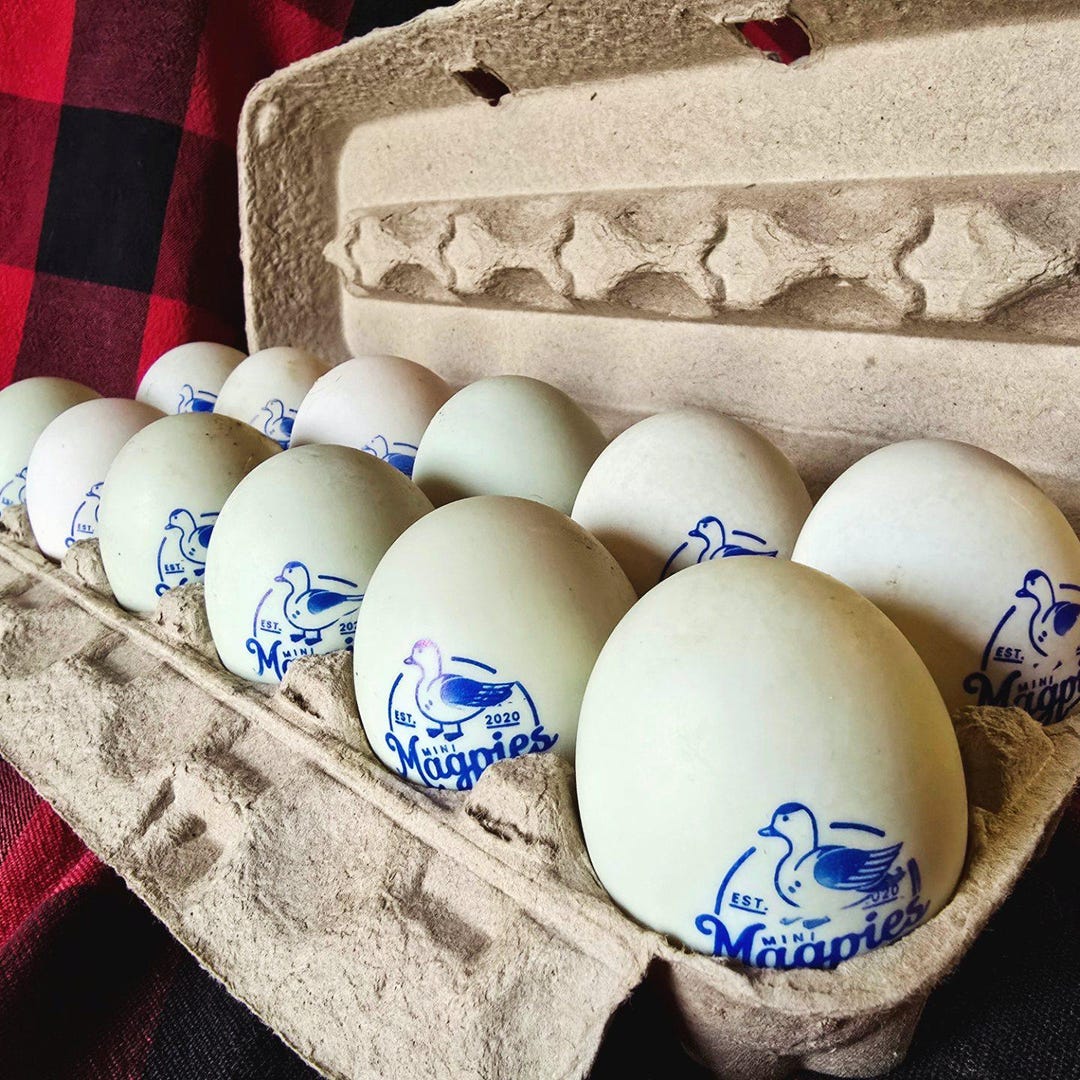 6+ Pure Magpie Duck Eggs - Etsy