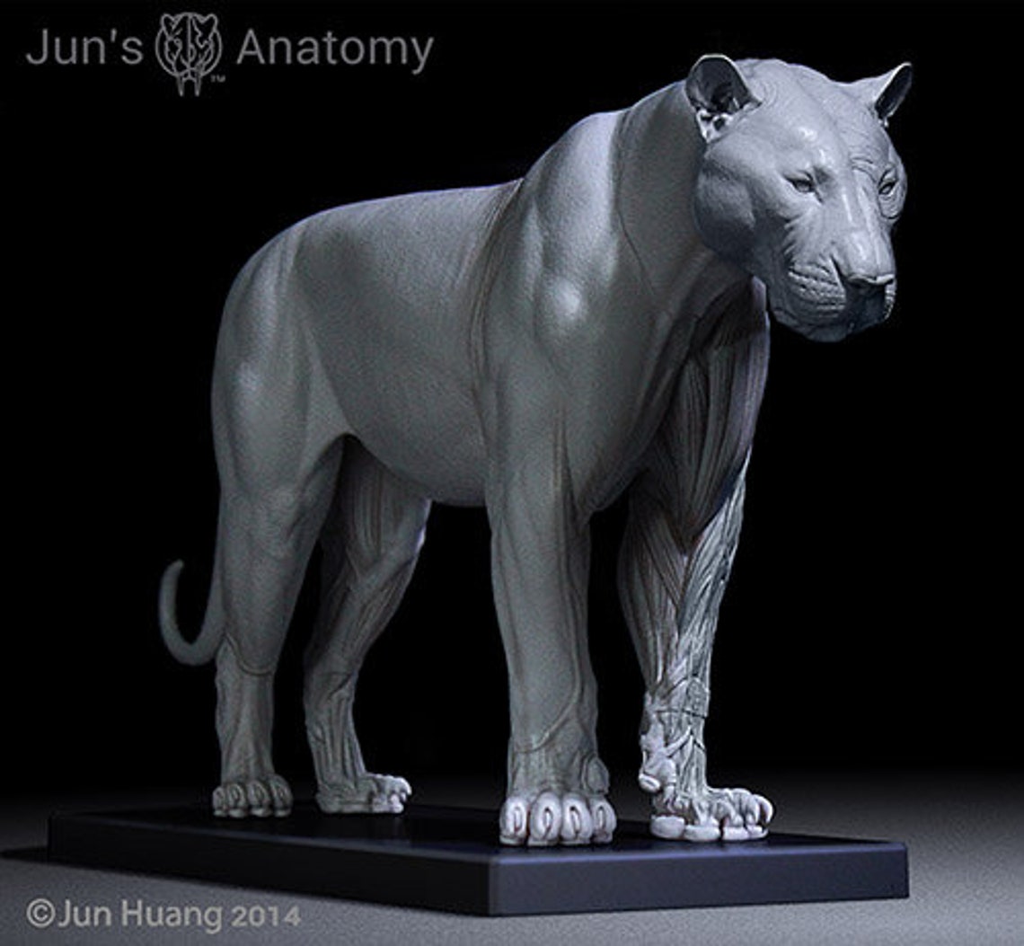 Tiger Anatomy Model 1/6th Scale Flesh & Superficial Muscle - Etsy
