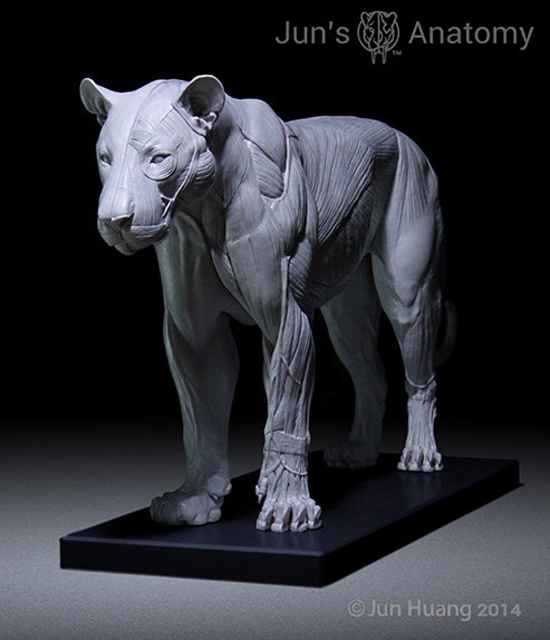 Lion Anatomy Model 1/6th Scale - Flesh & Superficial Muscle(sculpture ...