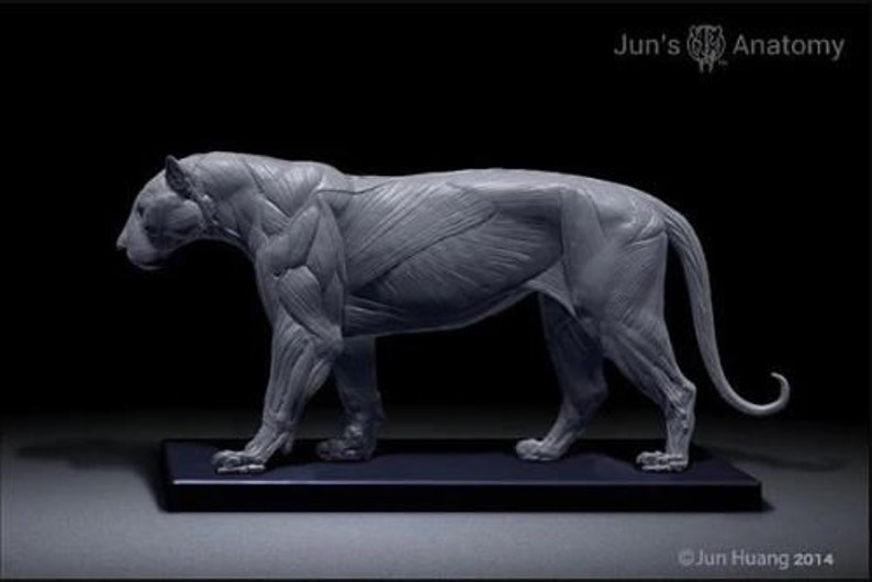 Modelo de anatomía del tigre escala 1/6 carne y músculo superficial ...