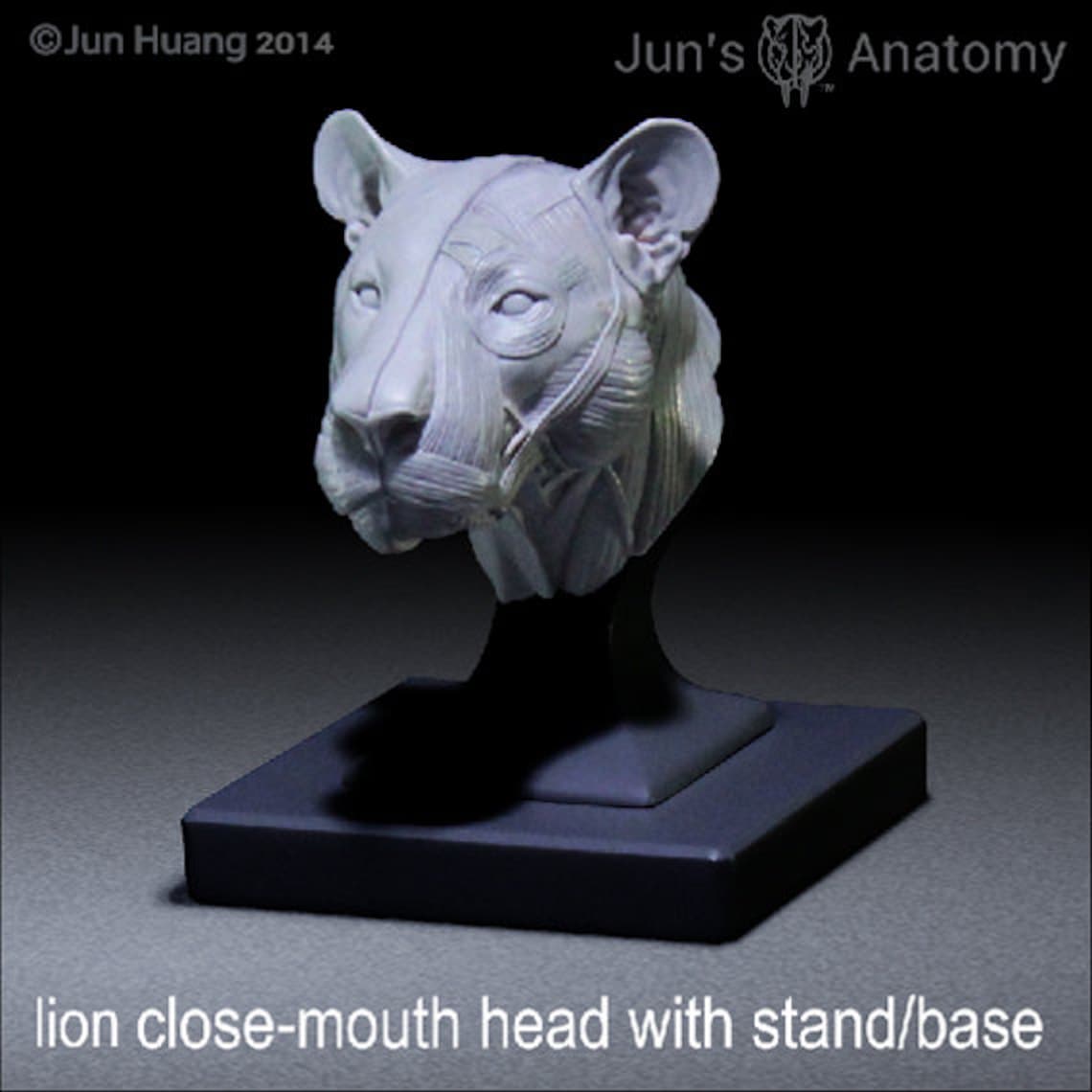 Lion Anatomy Model 1/6th Scale - Flesh & Superficial Muscle(sculpture ...
