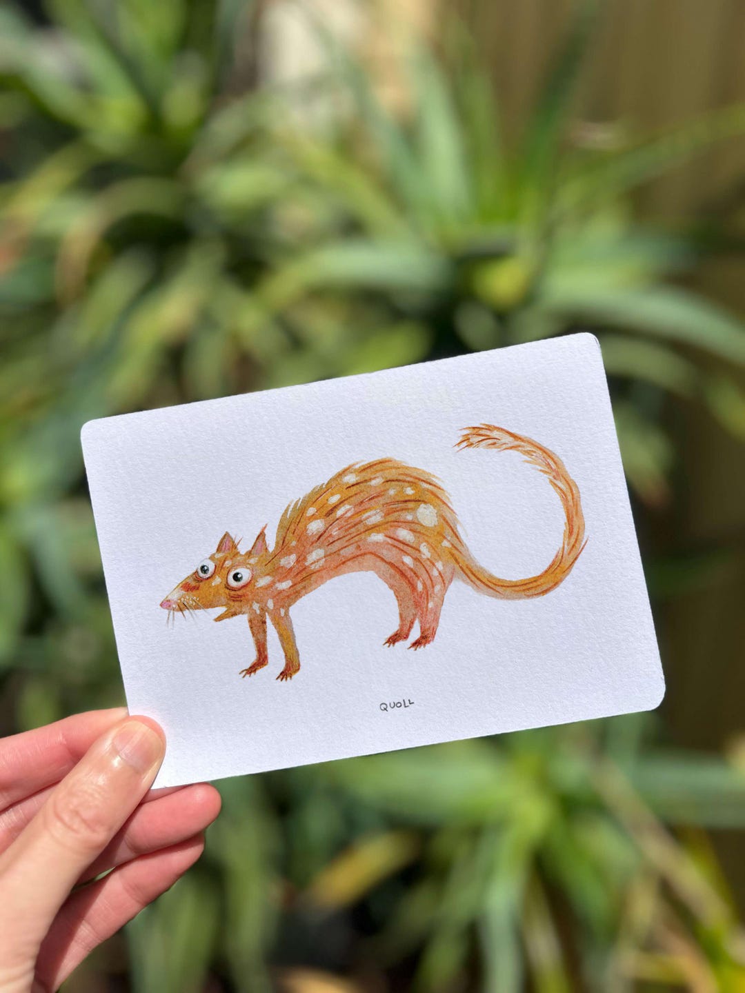 Quoll Card - Australian Animal Hand-drawn Postcard, Gift or Greeting ...