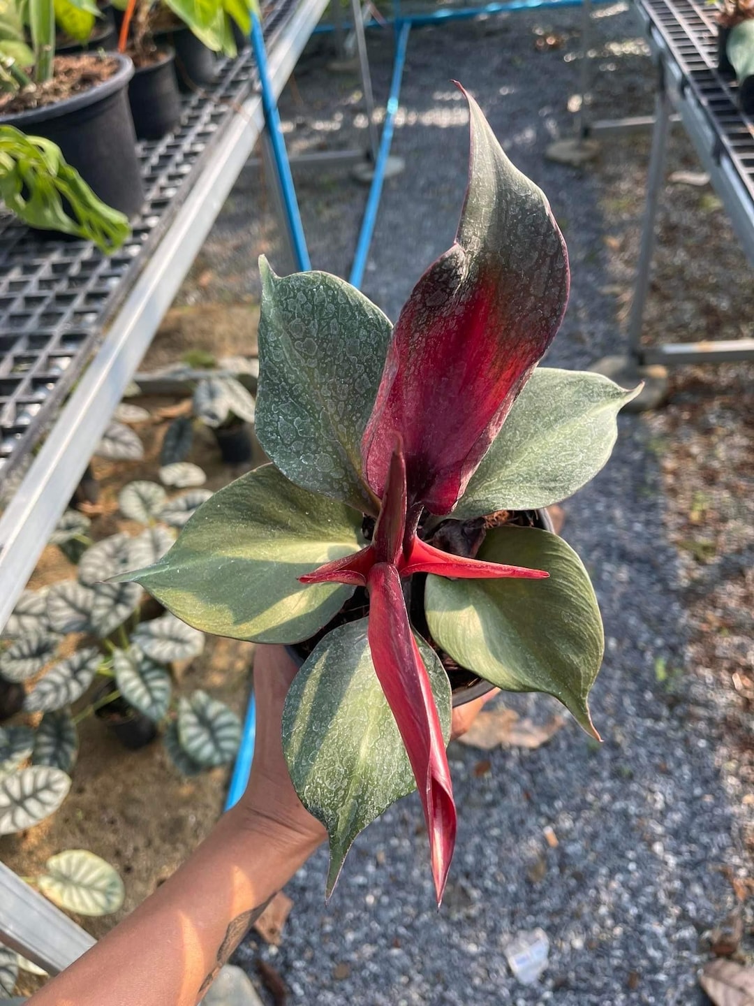 Red Heart Philodendron - Well Rooted Plant, Red Leaves Plants, Heart ...