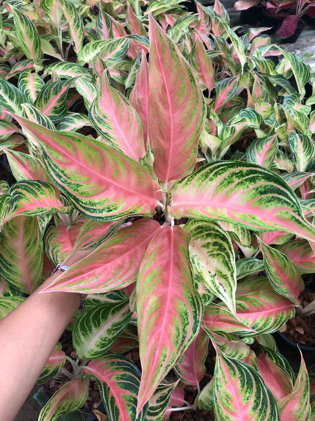 Aglaonema Pink Panama (chinese Evergreen) – Pink Sunset Aglaonema ...