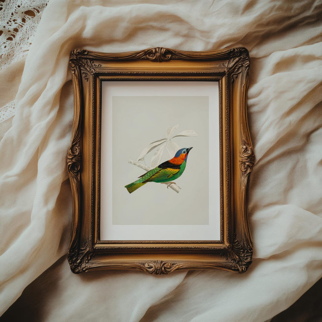 Paradise Tanager Art Print | Vintage Botanical Bird Illustration ...