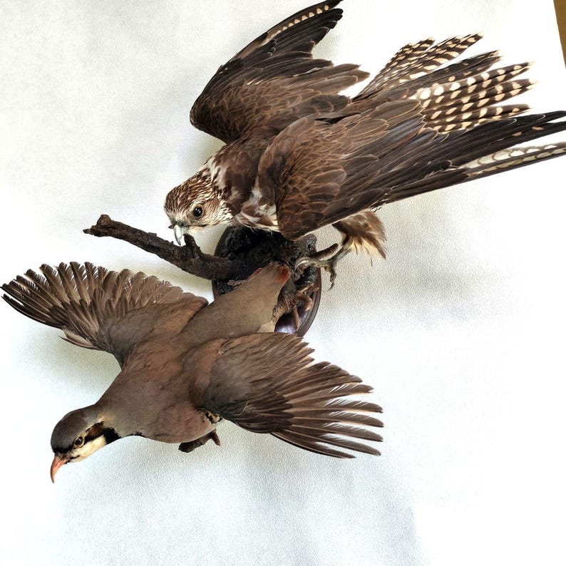 Saker Falcon (falco Cherrug) Taxidermy Wall Mount Bird of Prey ...