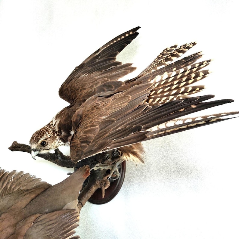 Saker Falcon (falco Cherrug) Taxidermy Wall Mount Bird of Prey ...