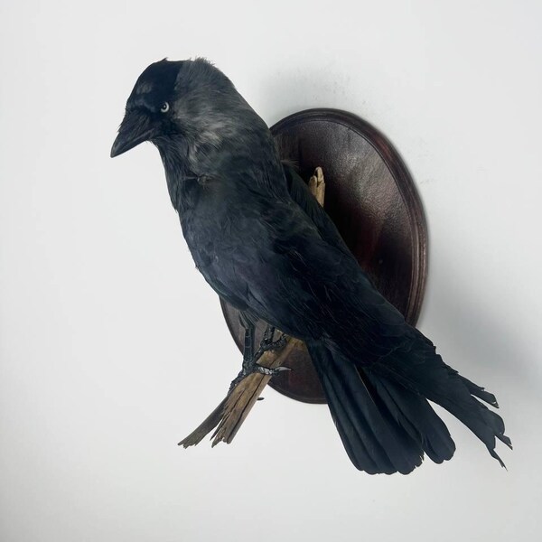 Jackdaw - Etsy