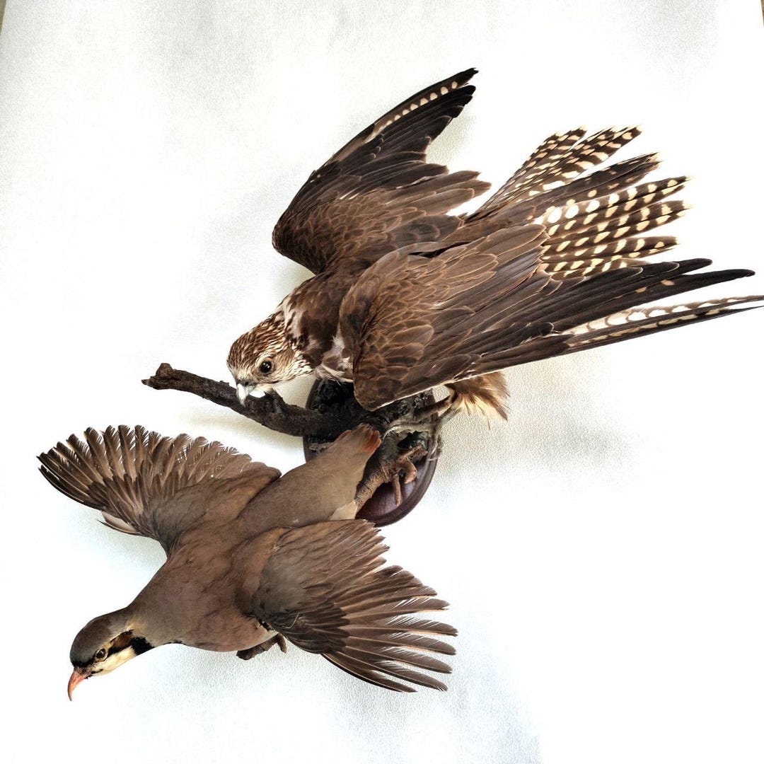 Saker Falcon (falco Cherrug) Taxidermy Wall Mount Bird of Prey ...