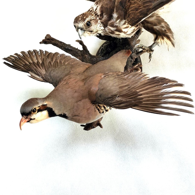 Saker Falcon (falco Cherrug) Taxidermy Wall Mount Bird of Prey ...