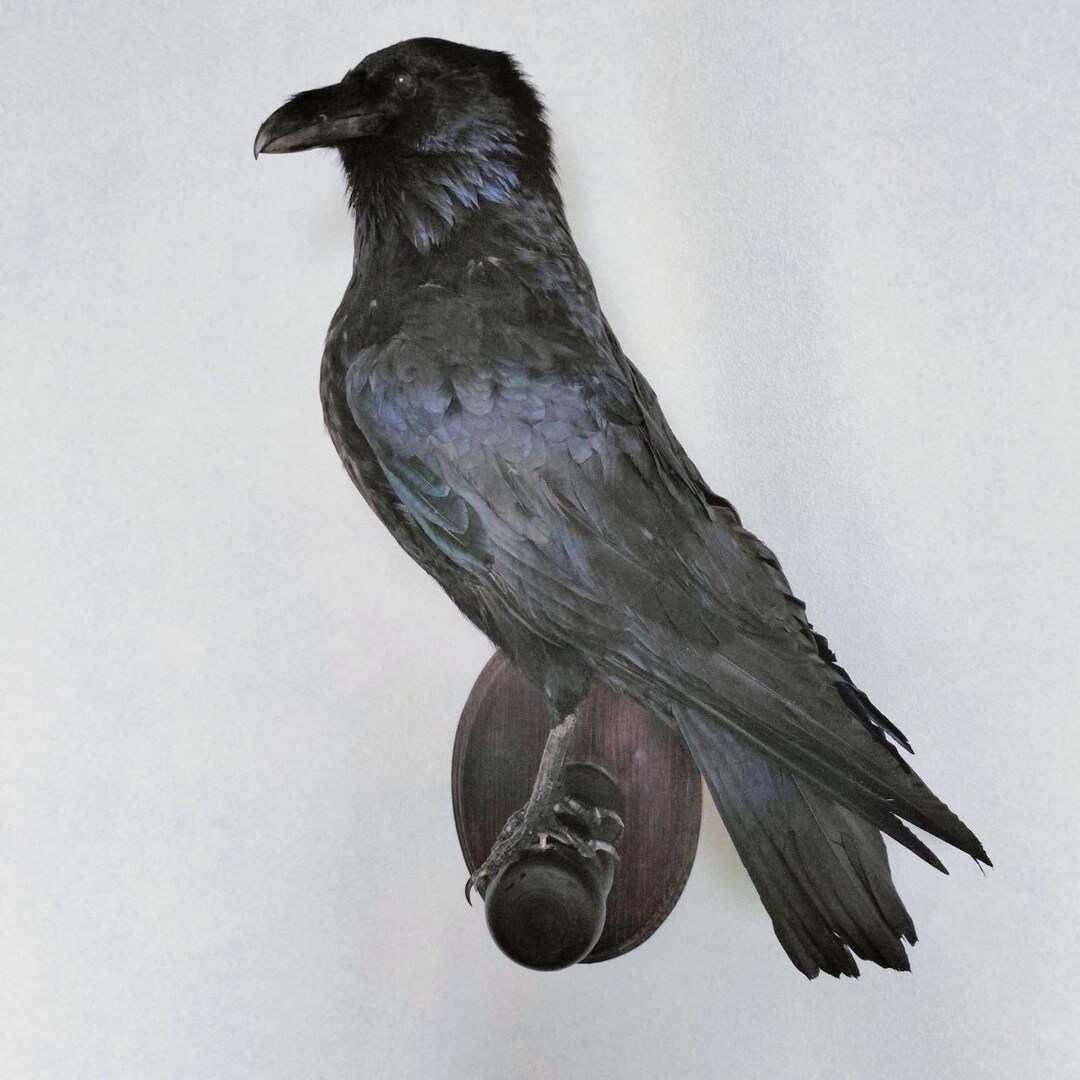 Raven corvus Corax Taxidermy Wall Mount - Etsy