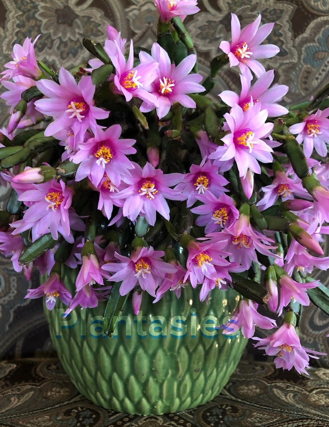Easter Cactus~ Schlumbegera Rhipsalidopsis Rosea-miniature~(please Read ...