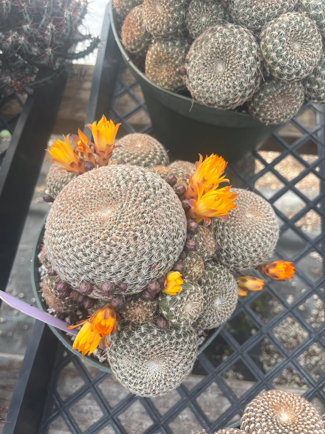 Rebutia Arenacea - Etsy