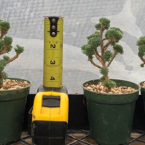 Sedum Multiceps Miniature Joshua Tree - Etsy