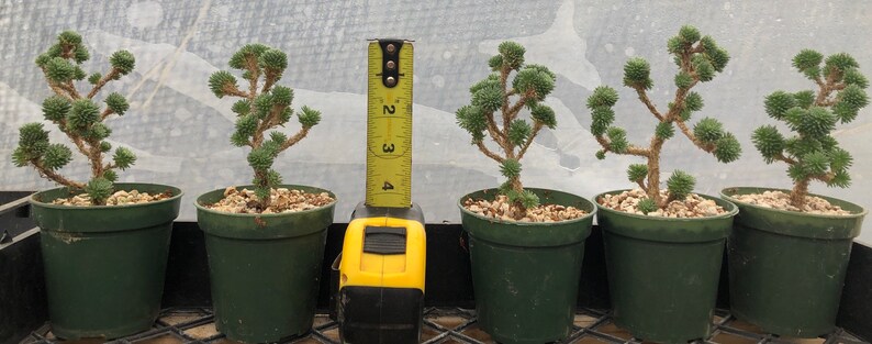 Sedum Multiceps Miniature Joshua Tree - Etsy