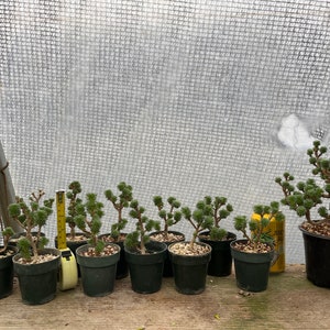 Sedum Multiceps Miniature Joshua Tree - Etsy