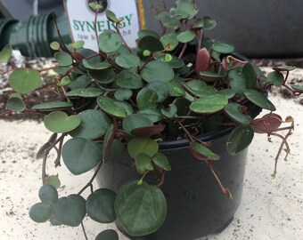 Peperomia Ruby Cascade - Etsy