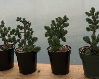 Sedum Multiceps Miniature Joshua Tree - Etsy