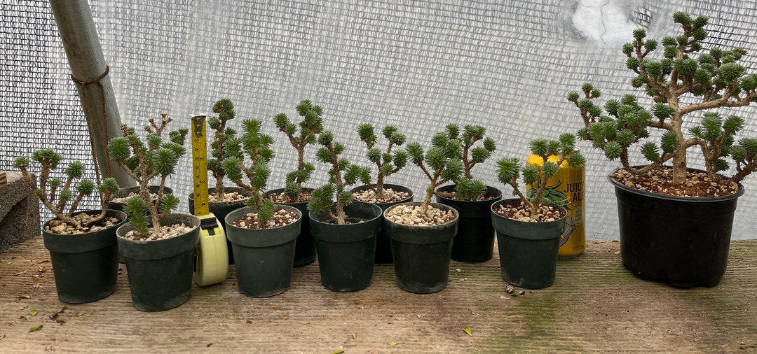 Sedum Multiceps Miniature Joshua Tree - Etsy