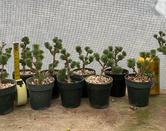 Mini Joshua Tree Succulent 4 Pot Thick and Full Sedum Multiceps Rare - Etsy