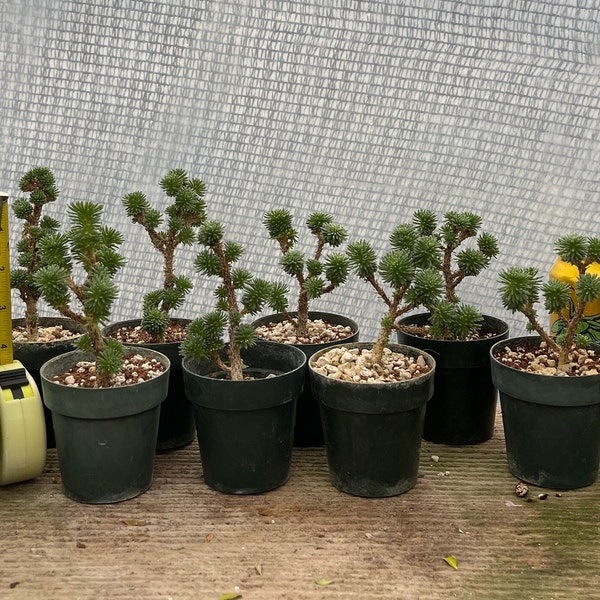 Joshua Tree Plant - Etsy