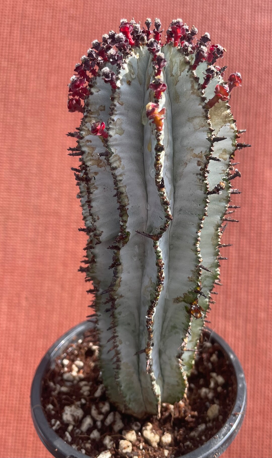 Euphorbia Polygona ‘snowflake’ - Etsy