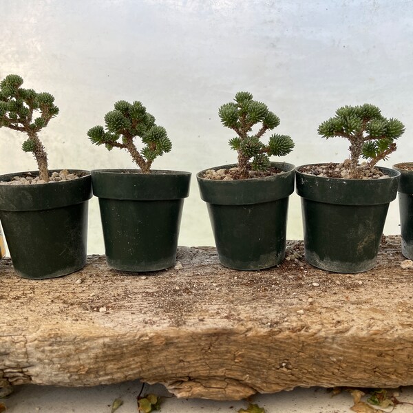 Miniature Tree - Etsy