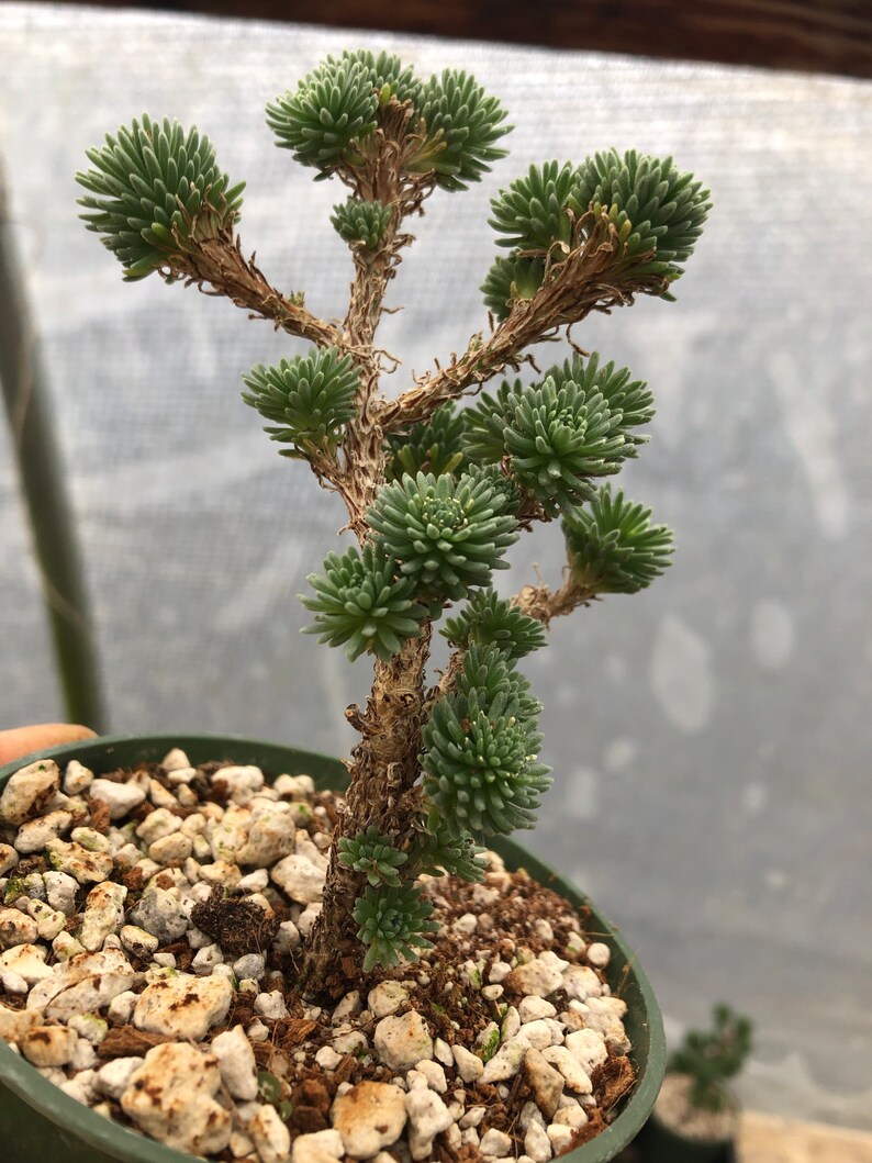 Sedum Multiceps Miniature Joshua Tree - Etsy