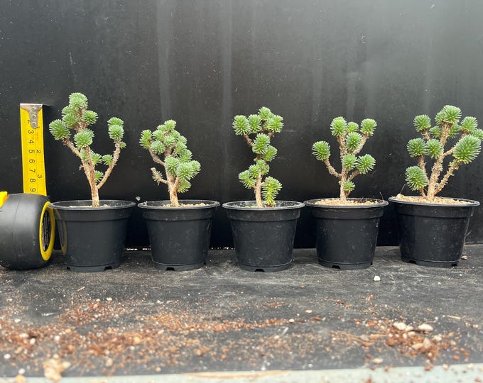 Sedum Multiceps “ Miniature Joshua Tree” - Etsy