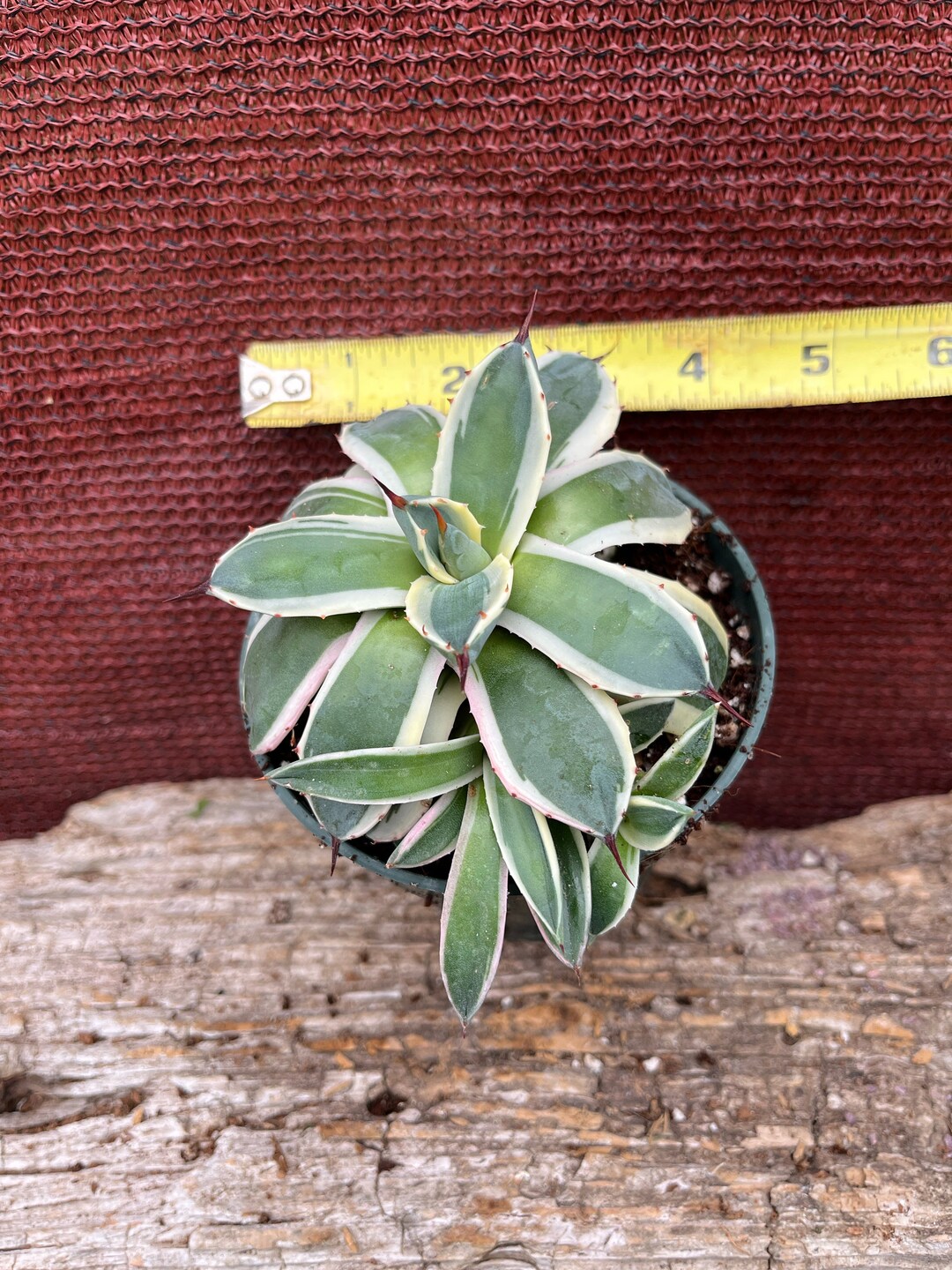 Agave Applanata cream Spike - Etsy