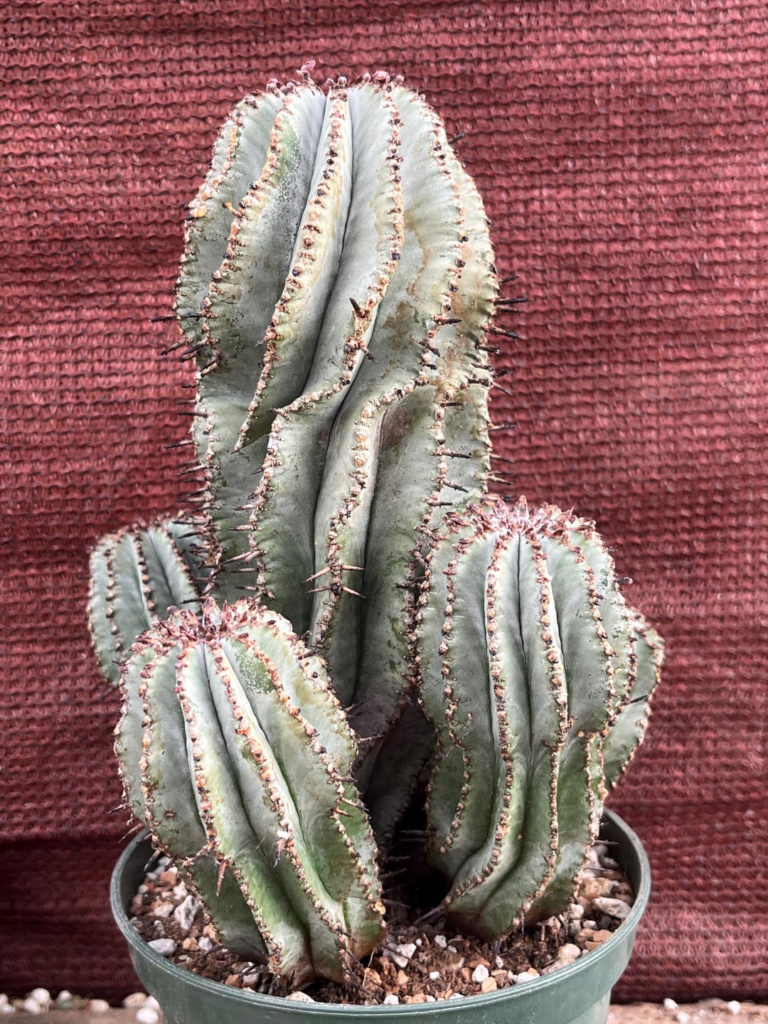 Euphorbia Polygona ‘snowflake’ - Etsy
