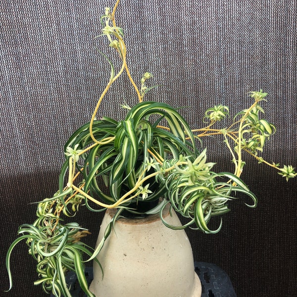Curly Spider Plant - Etsy