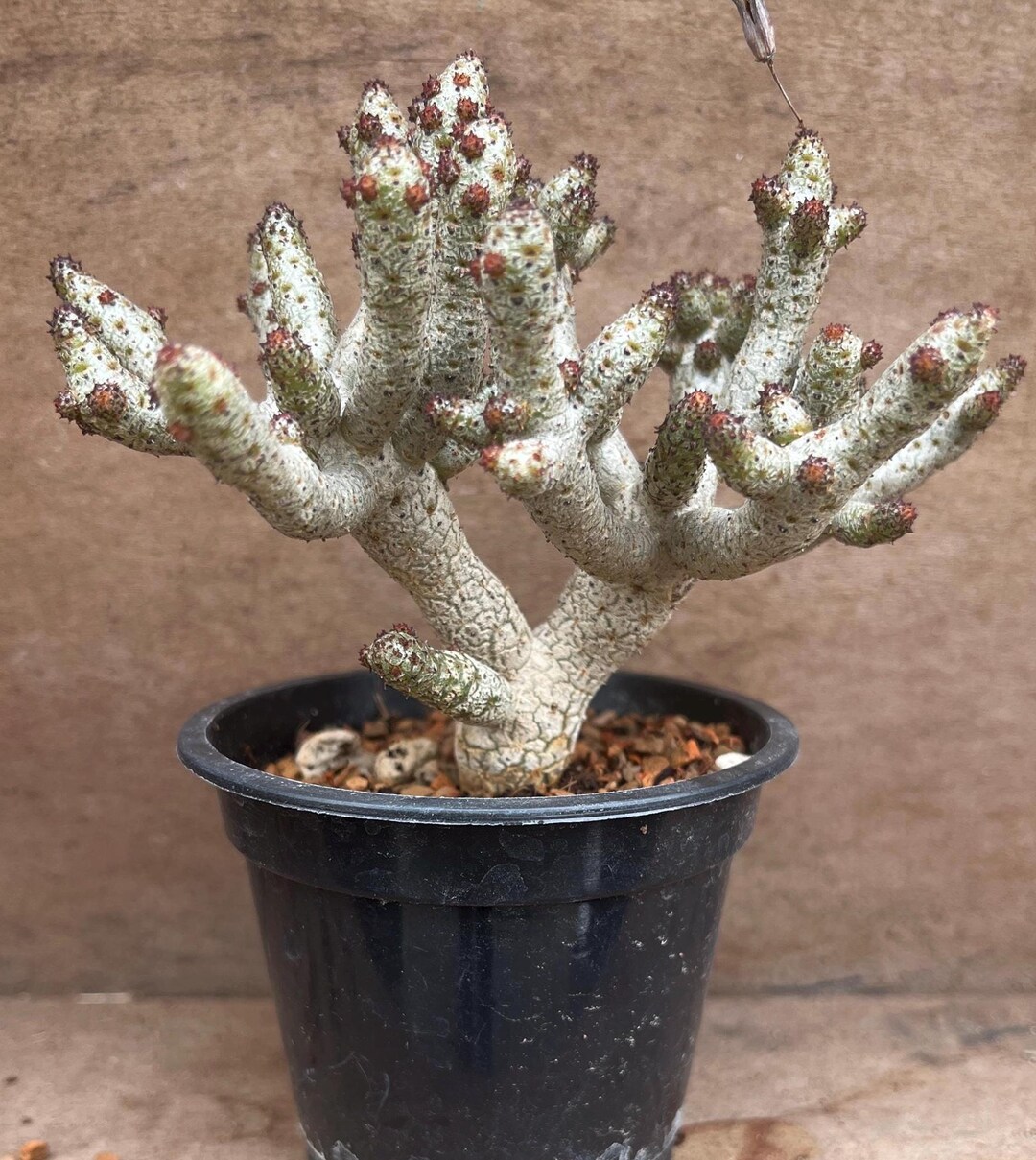 Tylecodon Bucholziana - Bonsai - Etsy