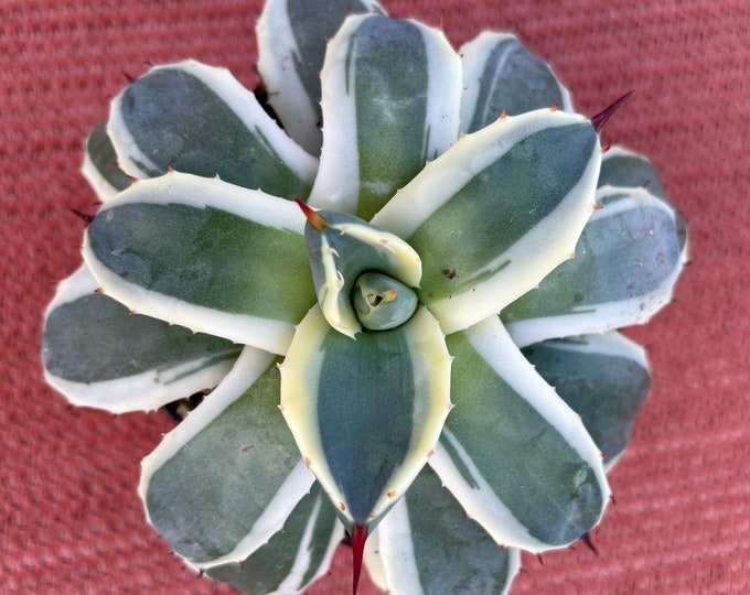 Agave Cream Spike-john’s Order - Etsy