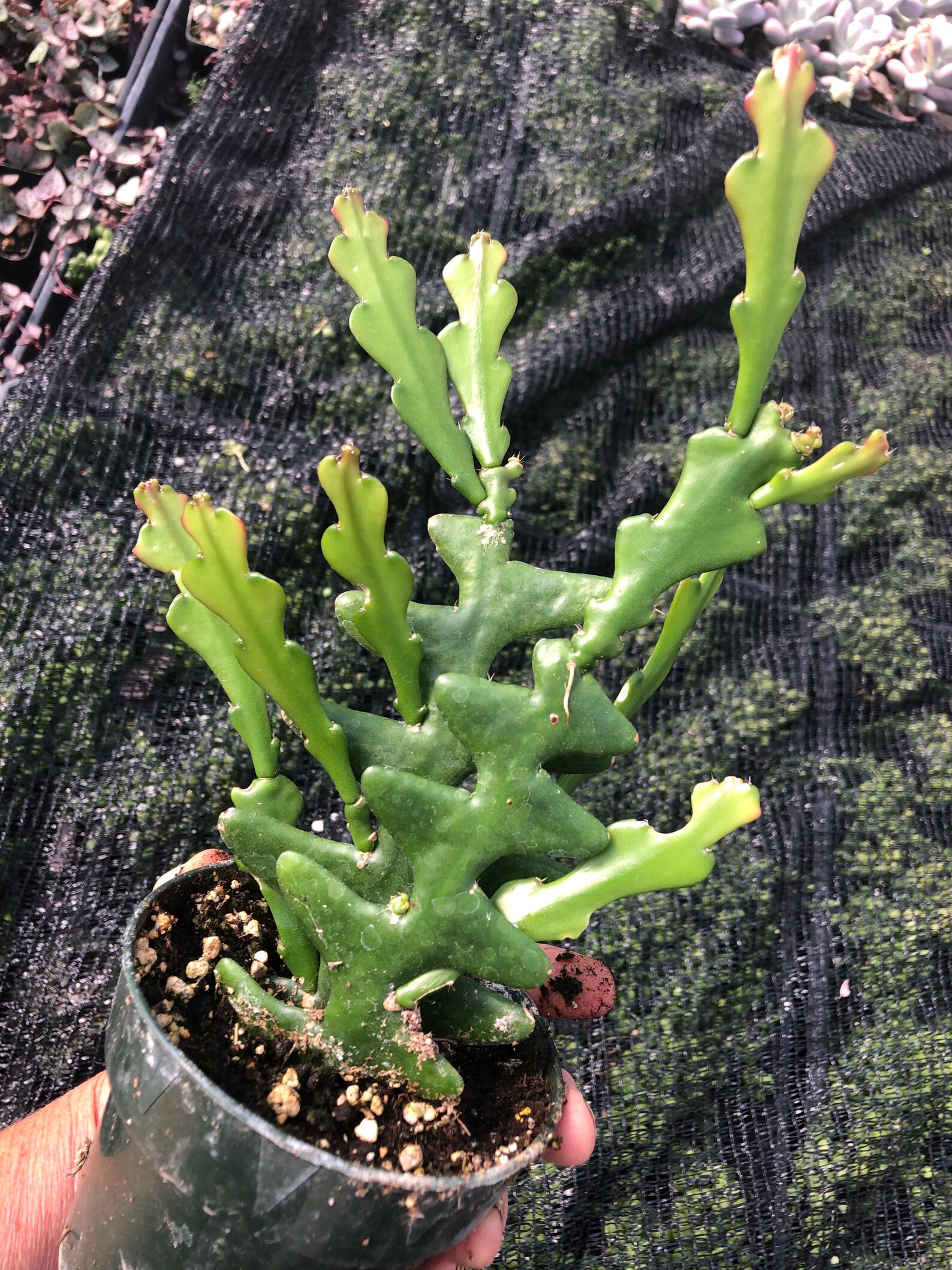 Disocactus anguliger Fishbone Cactus | Etsy