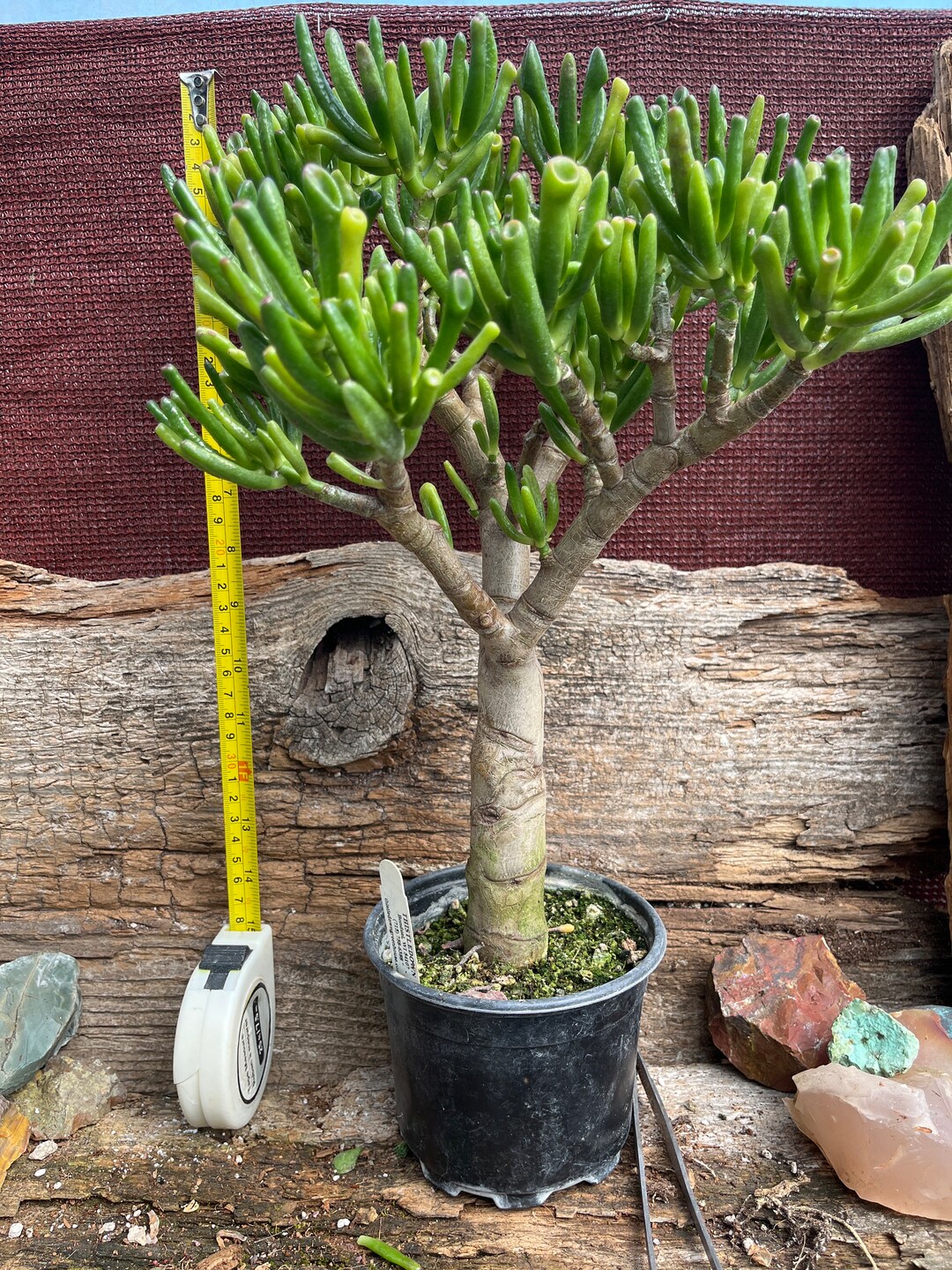 Crassula Ovata ets Fingers - Etsy