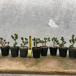 Sedum Multiceps Miniature Joshua Tree - Etsy