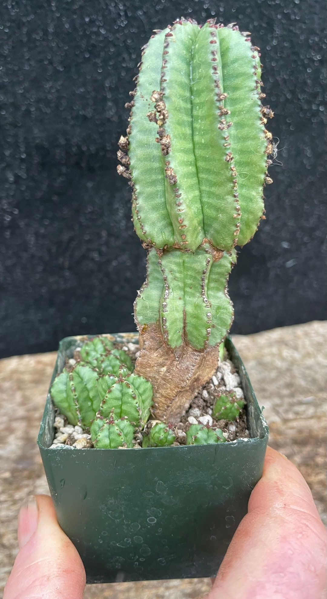 Euphorbia Anoplia. tanzanian Zipper Plant - Etsy