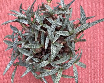 Ledebouria Socialis Var Minor 4, African Bulb, Spotted Foliage, White ...