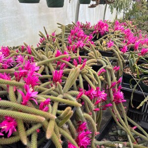 Aporocactus Flagelliformis “rat Tail Cactus” - Etsy