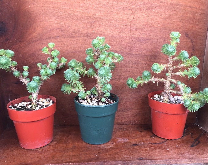 Sedum Multiceps Miniature Joshua Tree - Etsy
