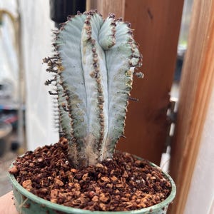 Euphorbia Polygona ‘snowflake’ - Etsy