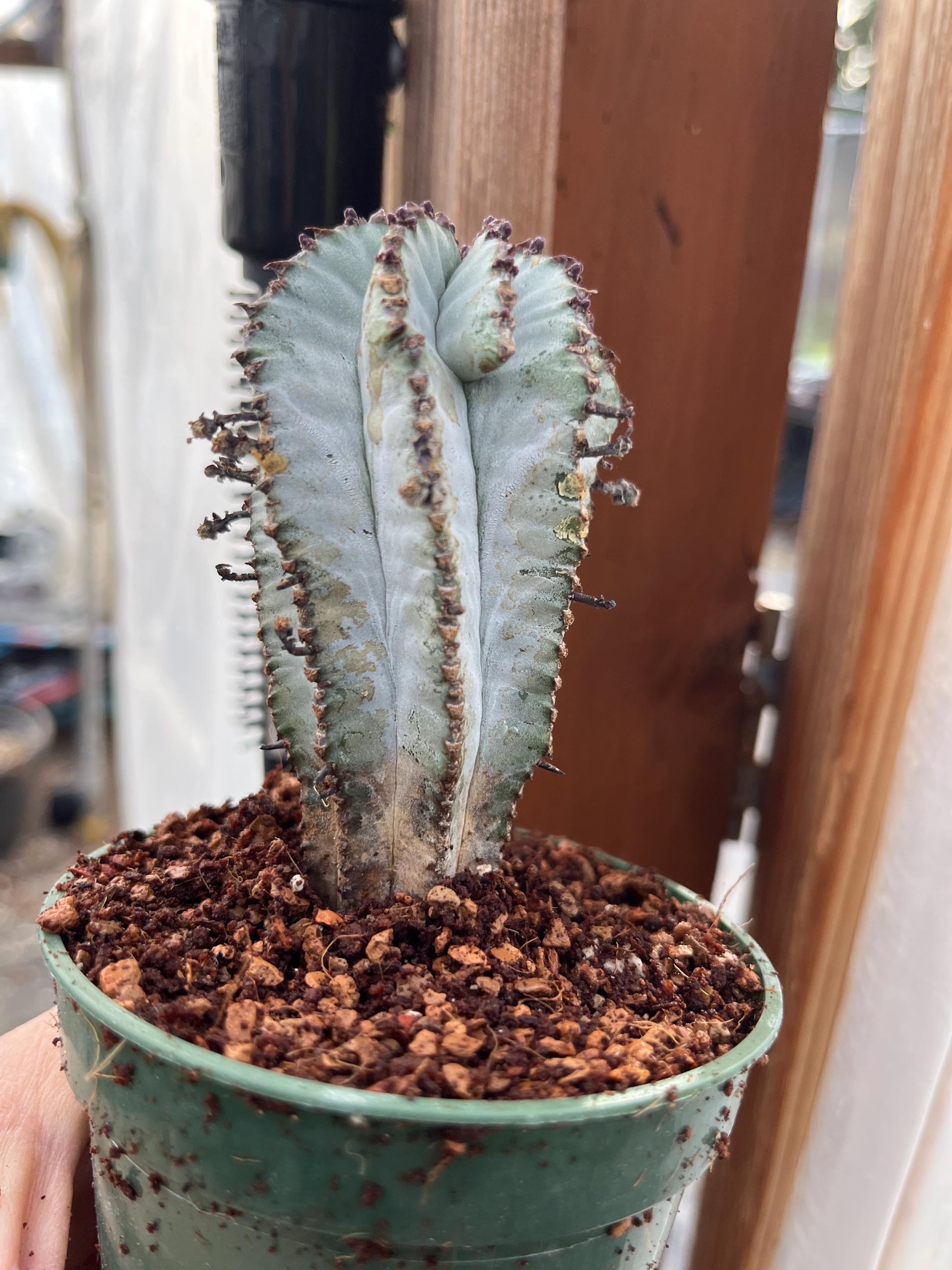 Euphorbia Polygona ‘snowflake’ - Etsy